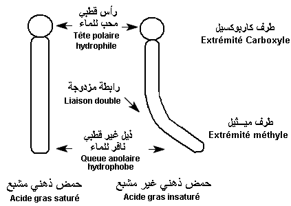 Lipides, acides gras دهنيات، أحماض الدهنية